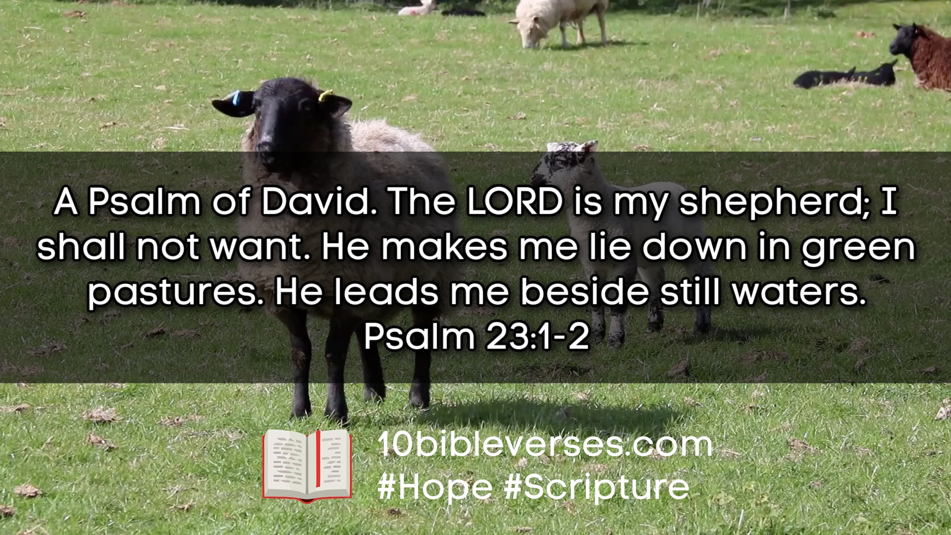 Jesus is the Good Shepherd: John 10:1-18 Explained